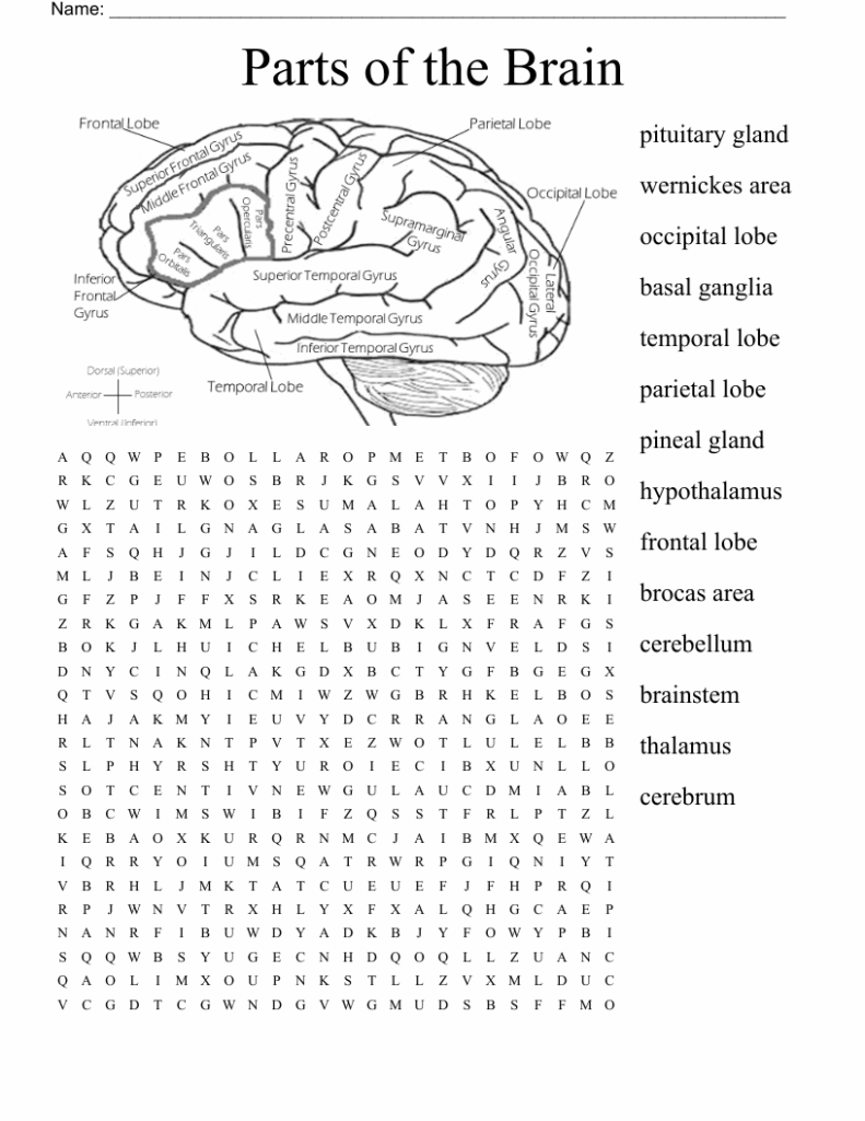 Brain Word Search Printable - Word Search Printable