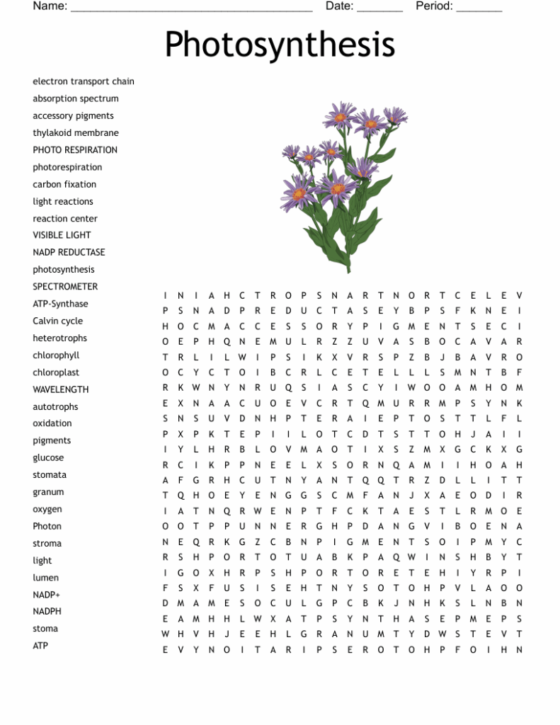 Photosynthesis Word Search Printable - Word Search Printable